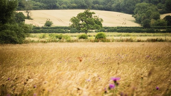 Unpicking National Highways’ environmental record – Transport Insights
